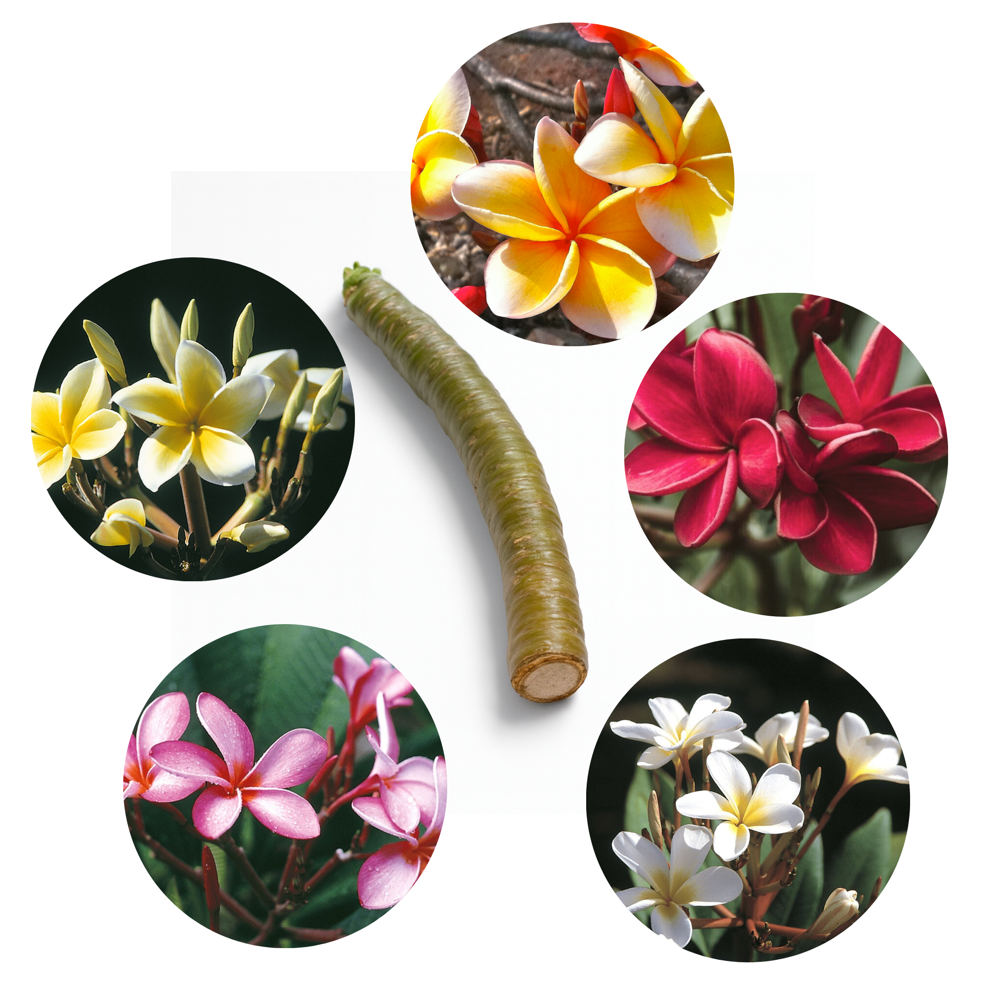 Plumeria Cuttings From Hawaii